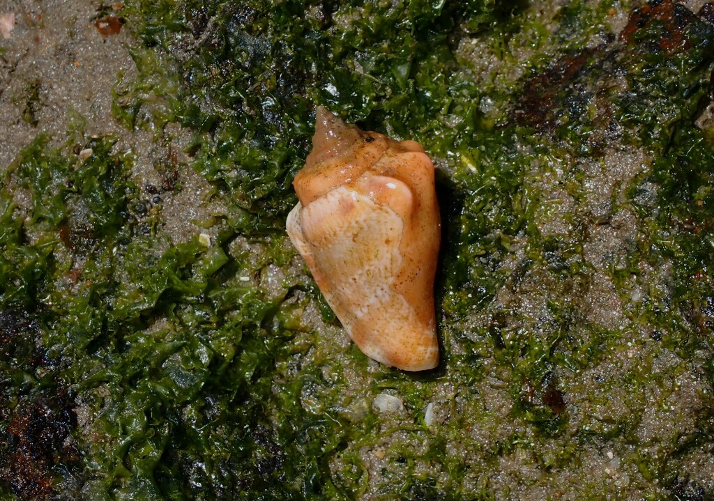 Variable Stromb from Minnie Water NSW 2462, Australia on November 14 ...