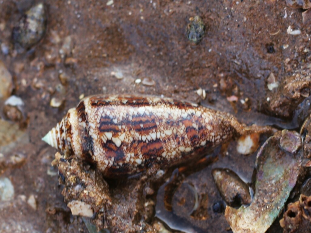 Queen Victoria Cone from Port Hedland, WA, Australia on November 14 ...