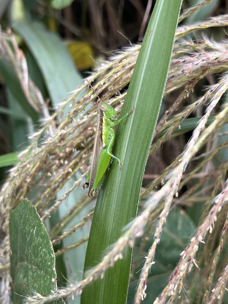 Chinese rice grasshopper in November 2023 by Nakatada Wachi · iNaturalist