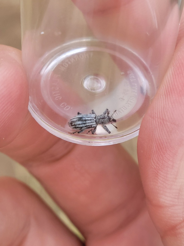 Myrmex lineatus from Northeast Reno, Reno, NV, USA on August 5, 2022 at ...