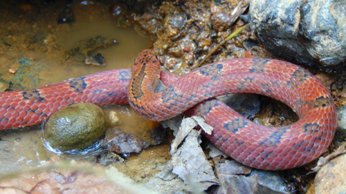 Degenhardt's Scorpion-eating Snake (Stenorrhina degenhardtii) - Snakes ...
