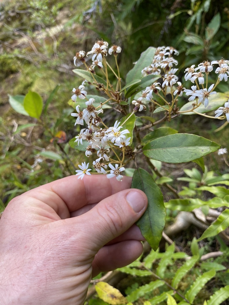 Olearia cheesemanii in November 2023 by rubecula · iNaturalist