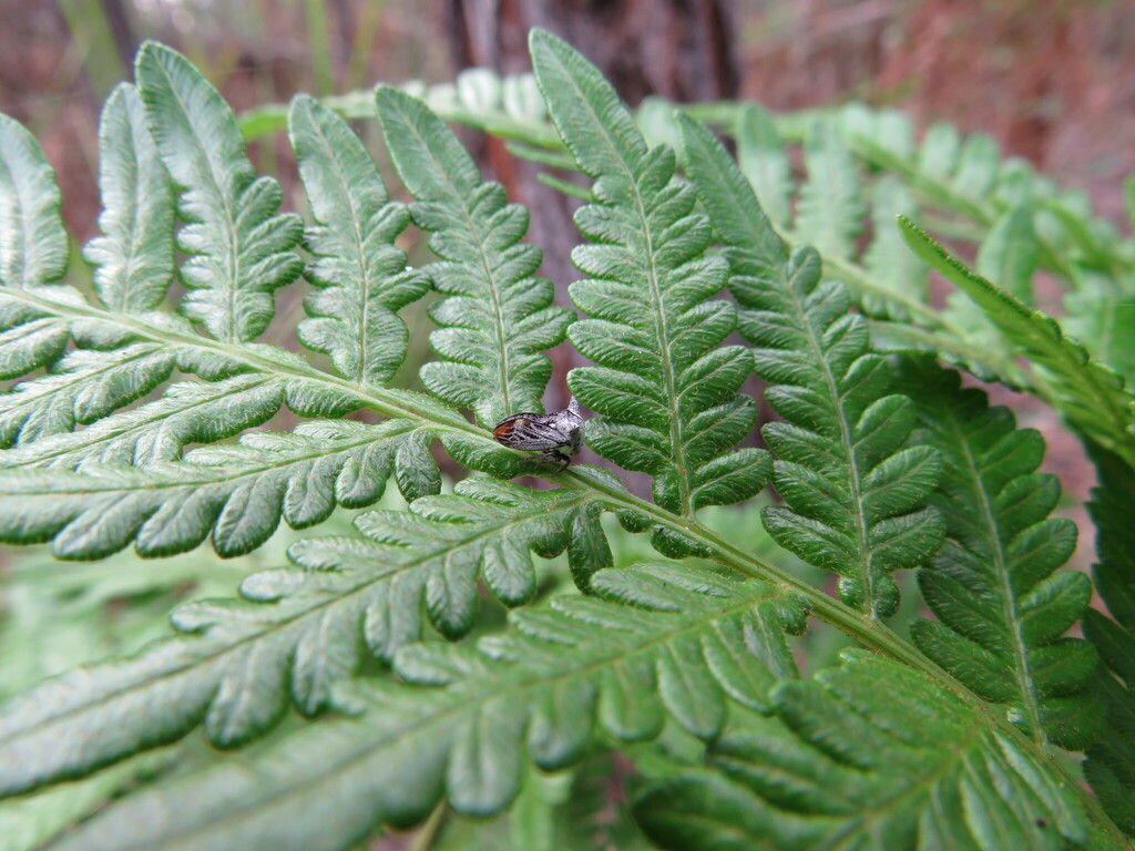 Pogonella from Brisbane QLD, Australia on November 15, 2023 at 04:30 PM ...