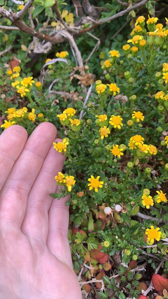 Shore Groundsel from Evans Bay, Wellington, NZ on November 15, 2023 at ...