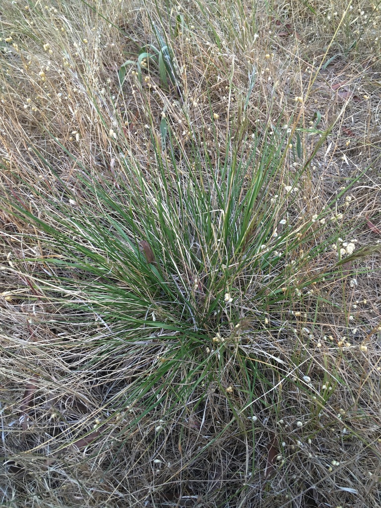 Texas winter grass from Wills St, Kew, VIC, AU on November 15, 2023 at ...