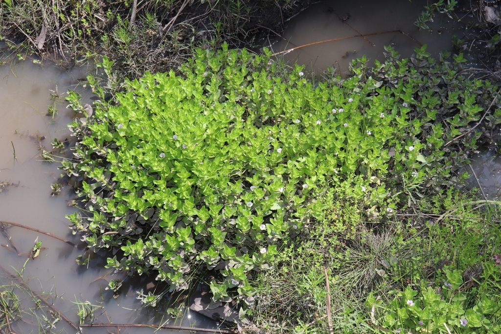 Austral Brooklime from Big Hill NSW 2579, Australia on November 11 ...