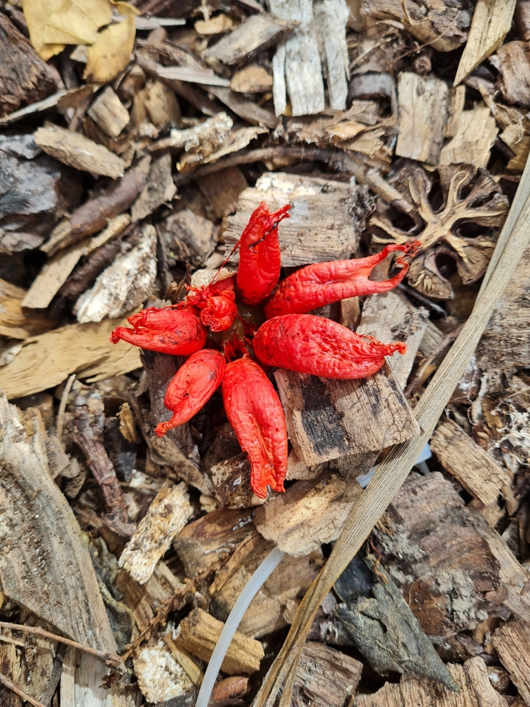 Clathraceae from Gerald St near Murray Pl, Lincoln 7608, New Zealand on ...