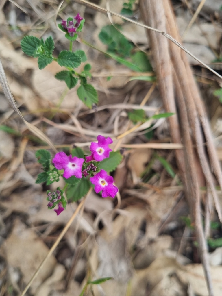 creeping lantana from 6M47+C5 Mulgoa Nature Reserve, Mulgoa NSW 2745 ...