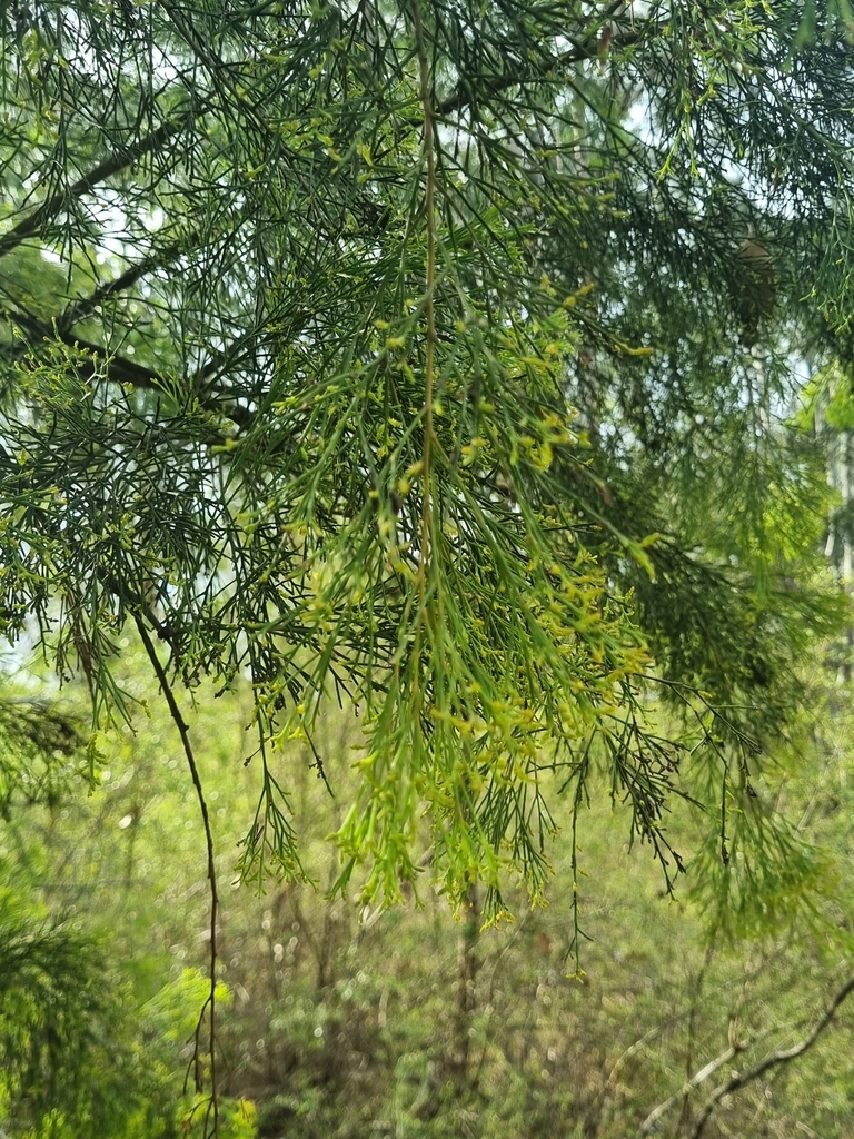 Cherry Ballart from 6M47+C5 Mulgoa Nature Reserve, Mulgoa NSW 2745 ...