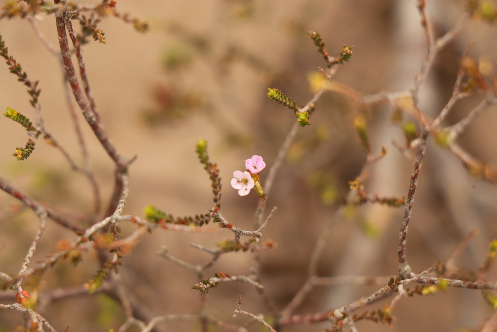 Gardenroute Beardbuchu from Danabaai, Mossel Bay on November 6, 2023 at ...