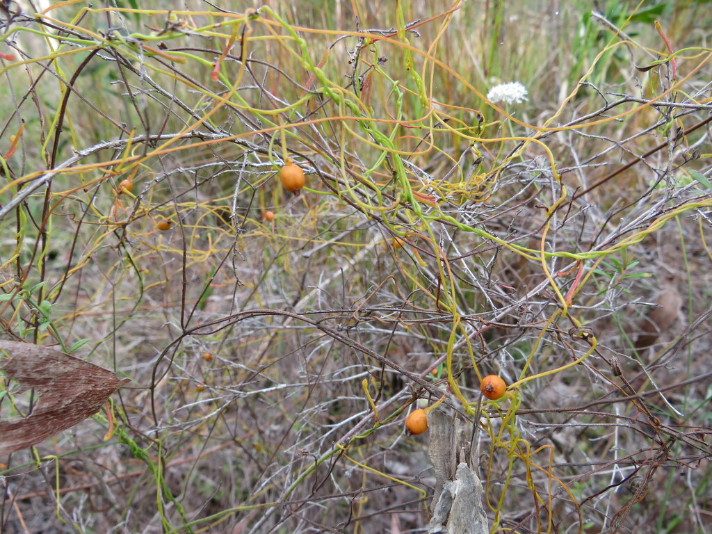 Dodder Laurels from Brisbane QLD, Australia on November 15, 2023 at 04: ...