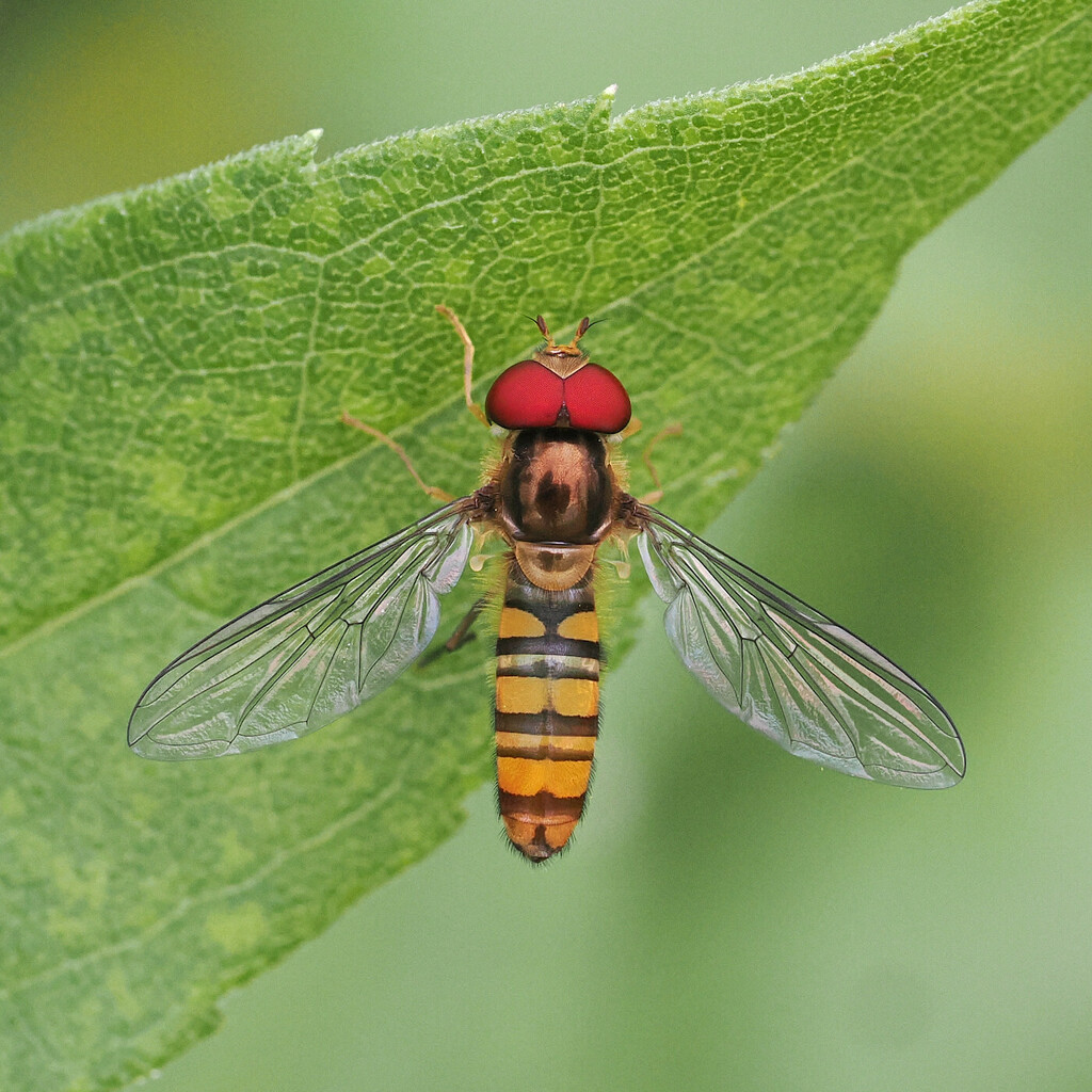 Black-banded Hoverfly from Yata, Mishima, Shizuoka 411-0801, Japan on ...