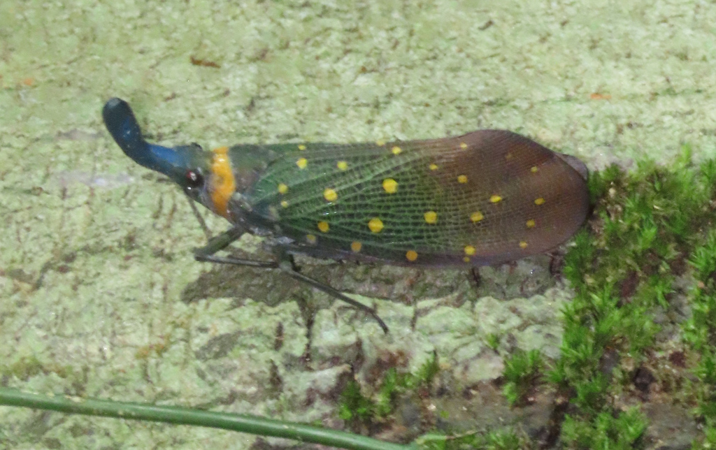 Pyrops whiteheadi from Sepilok, 90000 Sandakan, Sabah, Malaysia on ...