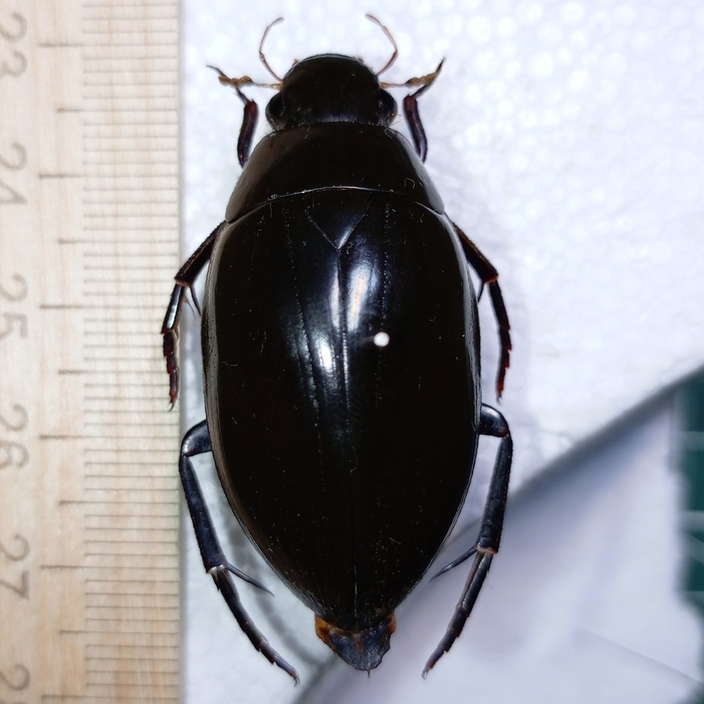 Hydrophilus dauricus from г. Комсомольск-на-Амуре, Хабаровский край ...