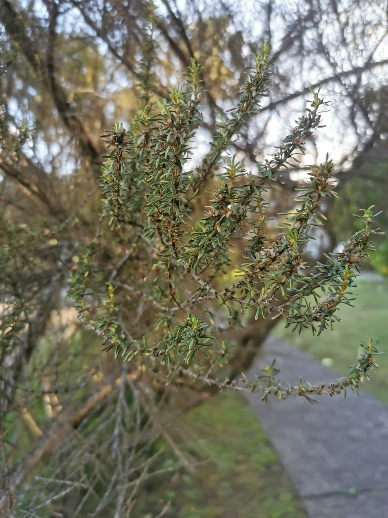 Coastal tree daisy from Auckland 1050, New Zealand on November 15, 2023 ...