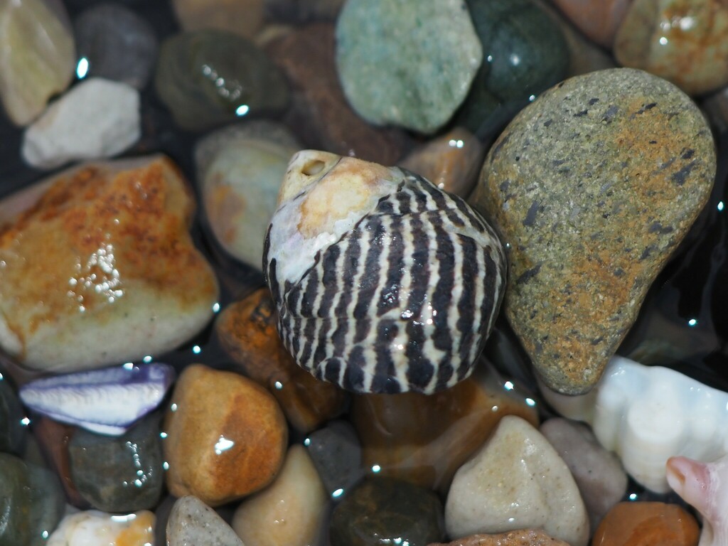 Zebra Top Snail from Newcastle NSW, Australia on November 5, 2023 at 06 ...