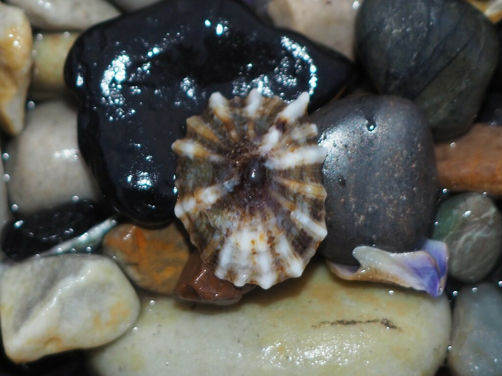 Denticulated Siphon Shell from Newcastle NSW, Australia on November 5 ...