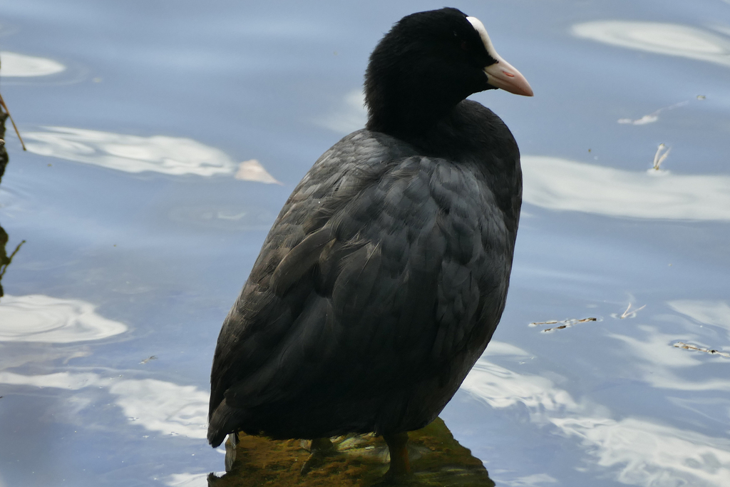 Eurasian Coot from Stuttgart-West, Stuttgart, Deutschland on October 3 ...