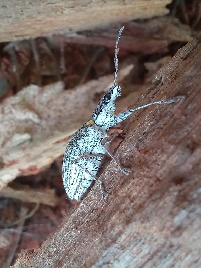 Broad-nosed Weevils from Pitangui, MG, 35650-000, Brasil on November 12 ...