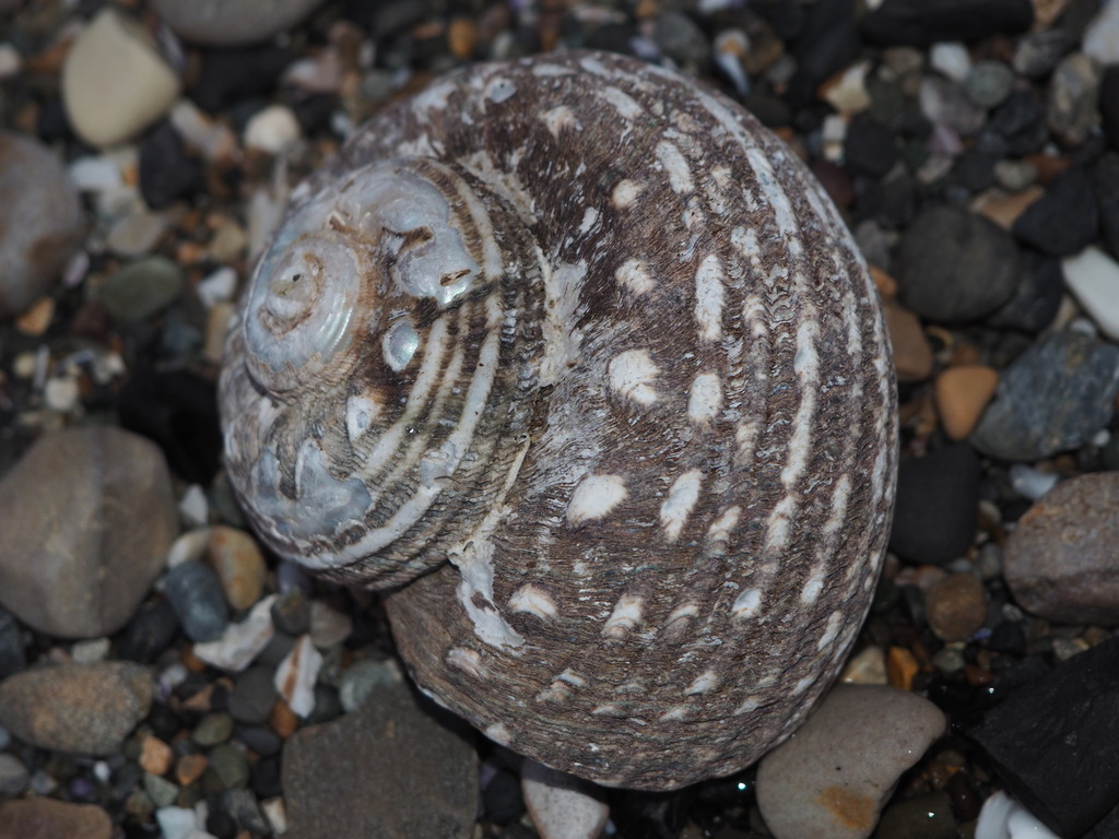 Rough turban shell from Newcastle NSW, Australia on November 5, 2023 at ...