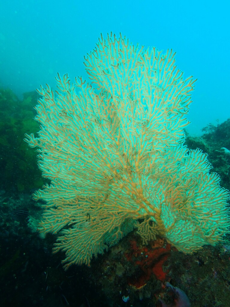 Melithaea zimmeri from Northern Beaches Council, NSW, Australia on ...