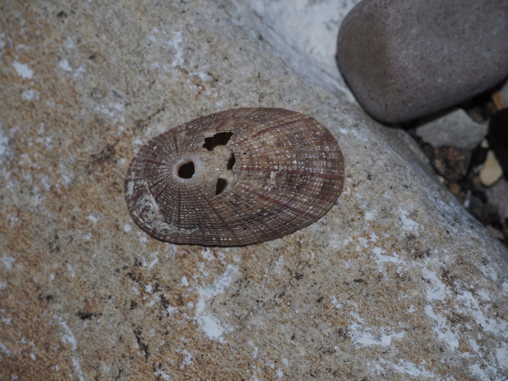 Diodora lineata from Newcastle NSW, Australia on November 5, 2023 at 07 ...