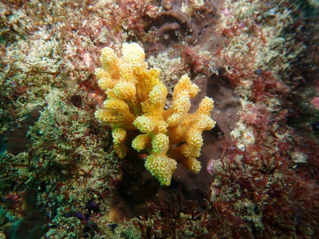 Sponges from Cabbage Tree Bay on November 14, 2023 at 07:48 AM by Peter ...