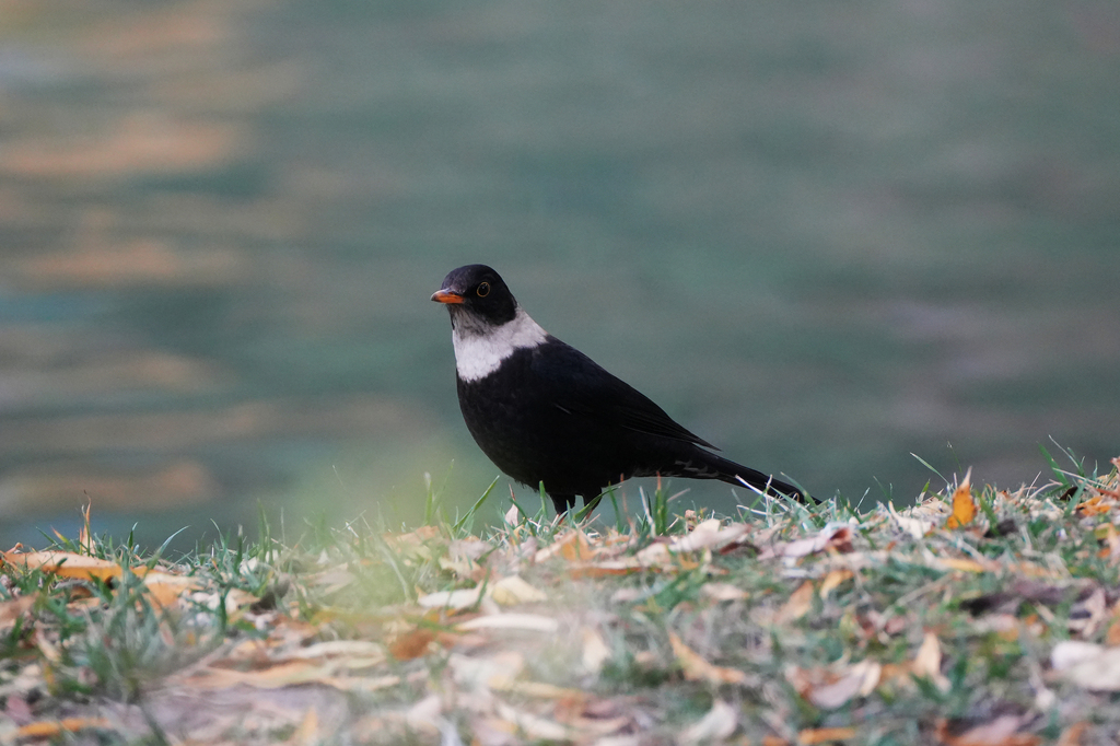 White-collared Blackbird from 西藏自治区林芝市 on November 4, 2023 at 09:08 AM ...