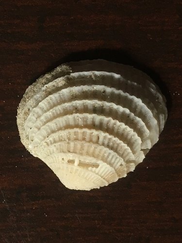 Cross-barred Venus (North carolina marine molluscs) · iNaturalist