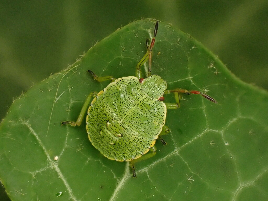 Green Shield Bug from Bezirk Pankow, Berlin, Deutschland on July 24 ...