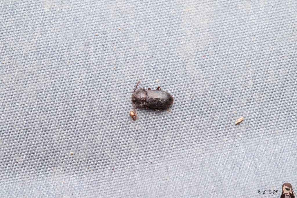 Anaedus mroczkowskii from 安徽农业大学 on June 6, 2023 at 09:03 PM by 张艺言 ...