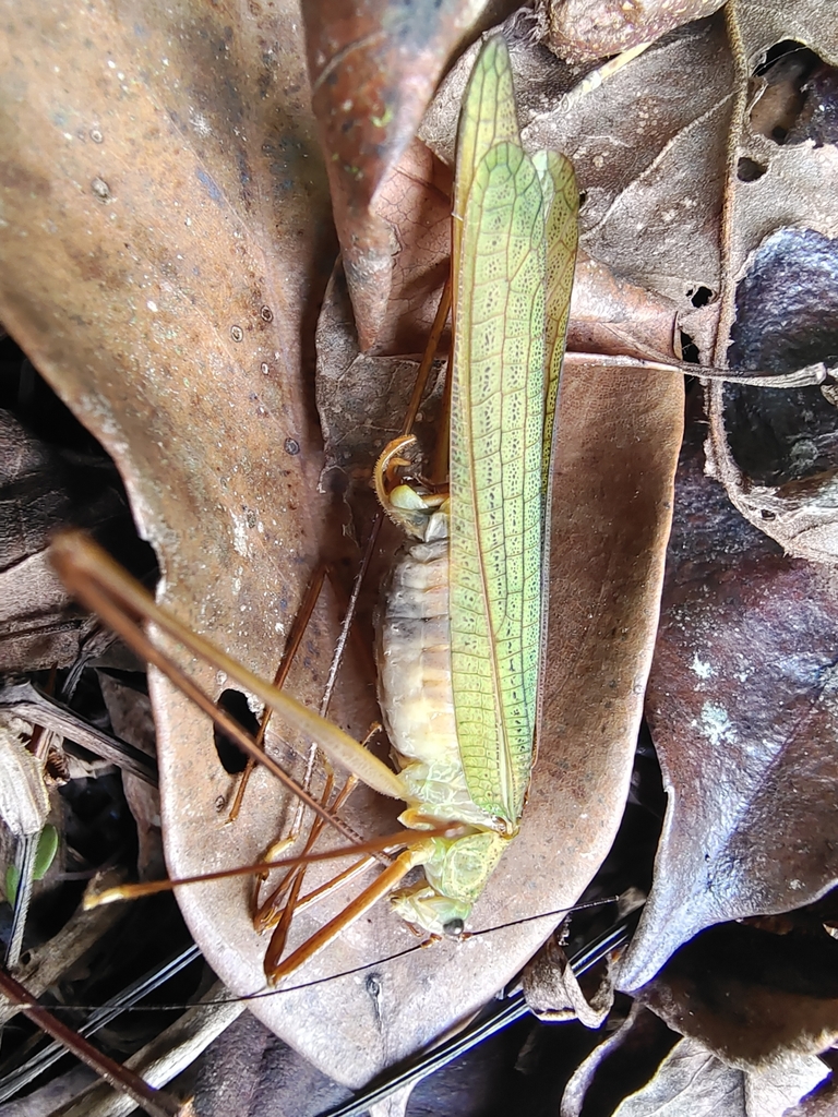 Elimaea fallax from Yichun, CN-JX, CN on November 15, 2023 at 02:58 PM ...