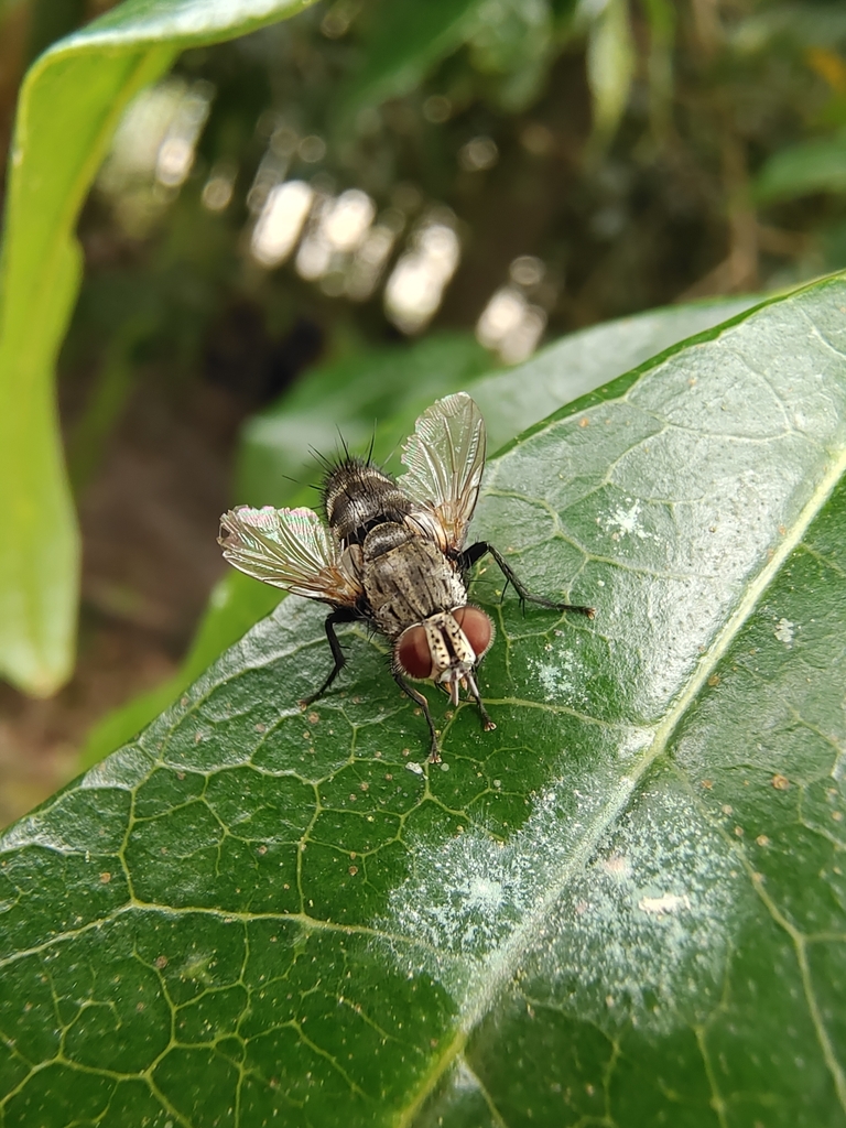 Exorista from Yichun, CN-JX, CN on November 15, 2023 at 02:40 PM by ...