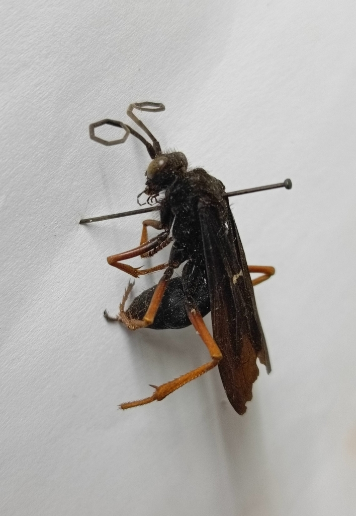 Spider Wasps from RPCX+42, Mwenda, Malawi on November 13, 2023 at 03:07 ...