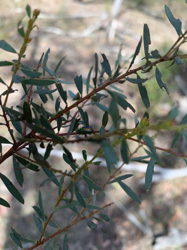 box-leaved wattle from Big Hill, NSW, AU on November 14, 2023 at 11:02 ...