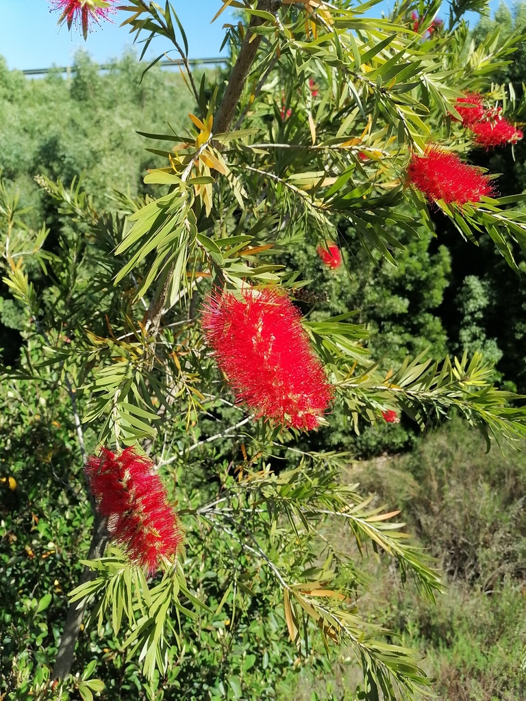 weeping bottlebrush from Overberg District Municipality, South Africa ...