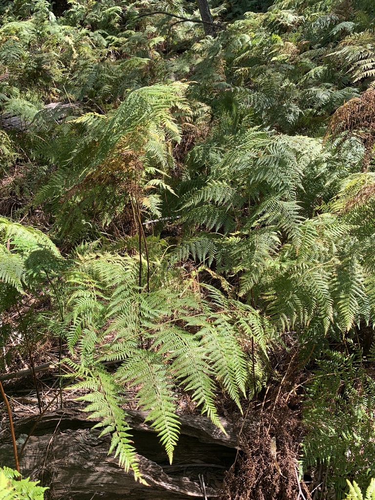 Common Ground Fern from Big Hill, NSW, AU on November 14, 2023 at 10:37 ...