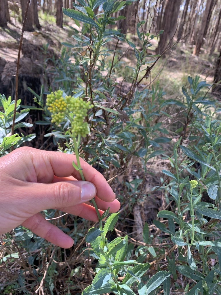 Scented Groundsel from Ararat Rural City, Mount Cole, VIC, AU on ...
