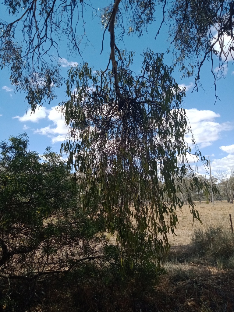 drooping mistletoe from Sturt Highway, Gillenbah on November 5, 2023 at ...