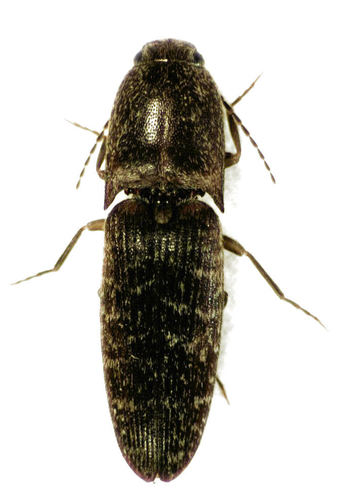 Conoderus submarmoratus · iNaturalist