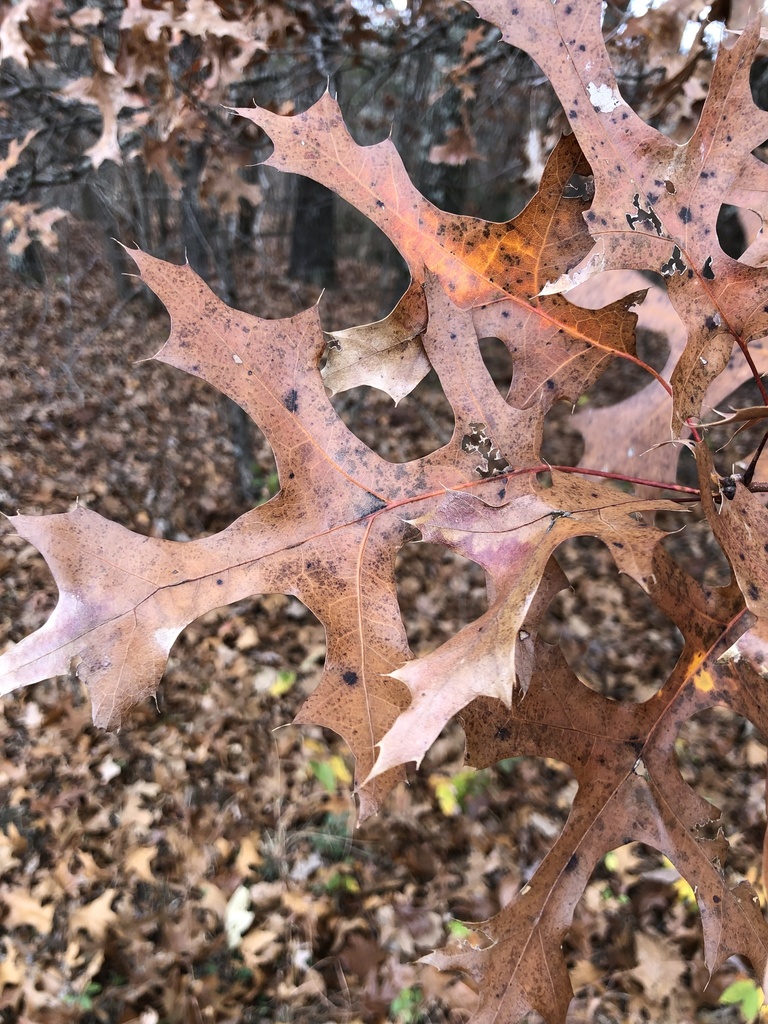 scarlet oak in November 2023 by Matt Tomlinson. Along field edge on ...