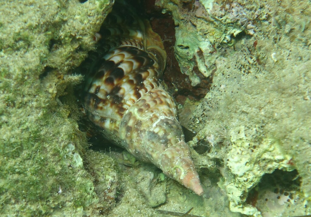 Atlantic Triton Snail from Crete, Greece on July 20, 2015 at 05:53 AM ...