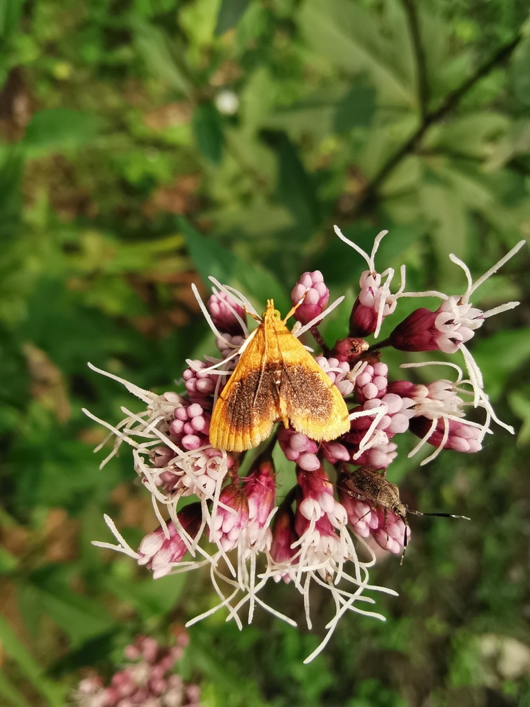 Mabra eryxalis from 中国湖北省武汉市武昌区武汉植物园 on October 29, 2020 at 11:47 AM by ...