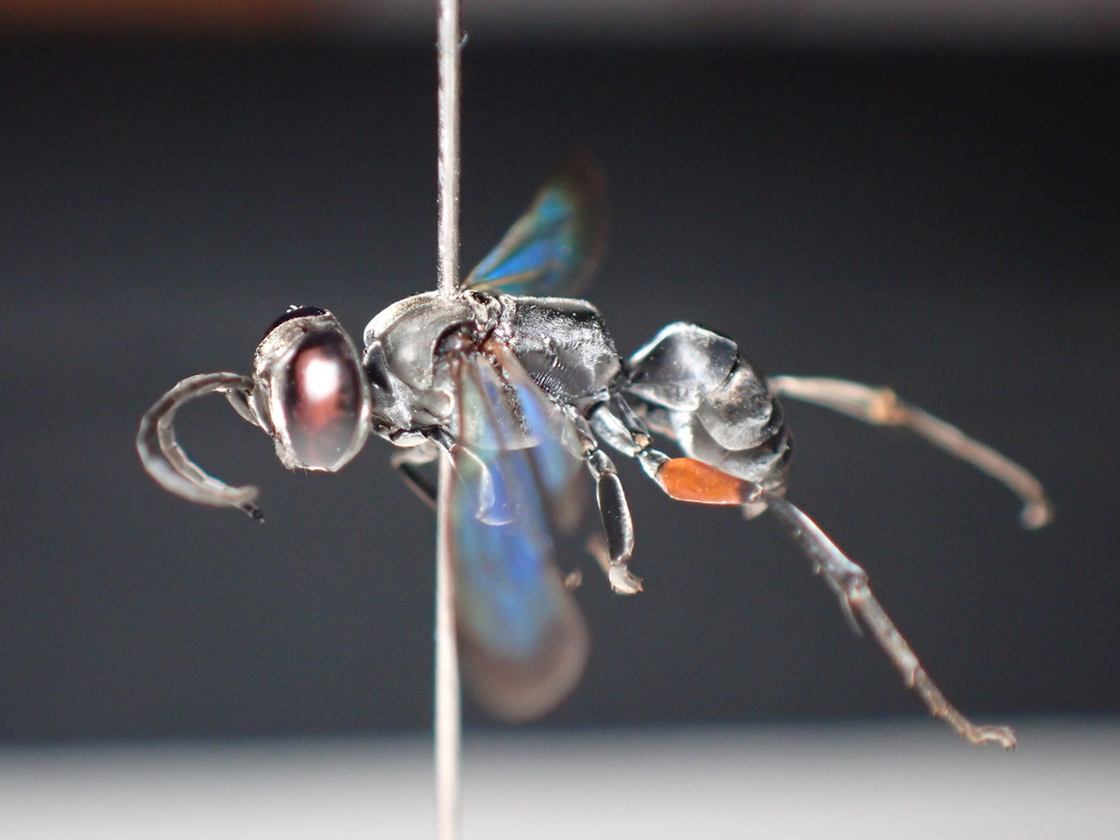 Liris subtessellatus from Queenstown, Singapore on November 15, 2023 at ...