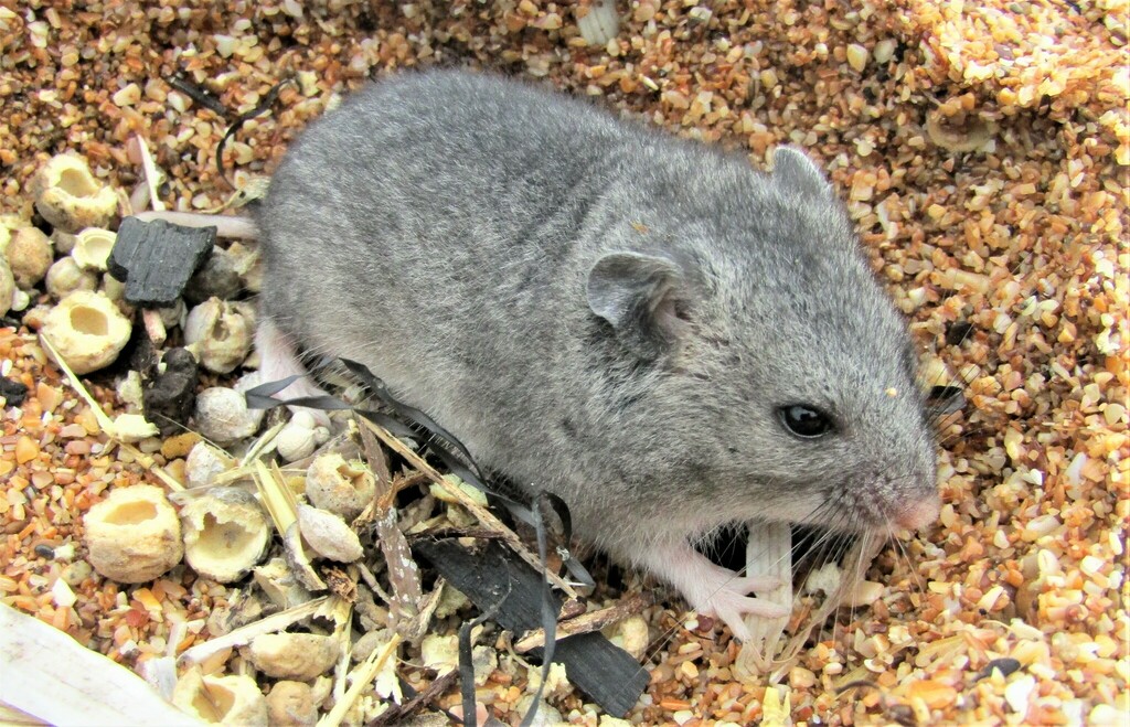 Grey Dwarf Hamster from Lenins'kyi, UA-KR, UA on September 15, 2018 at ...