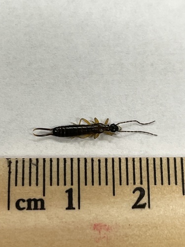 Observations by thefaithallen1 · iNaturalist