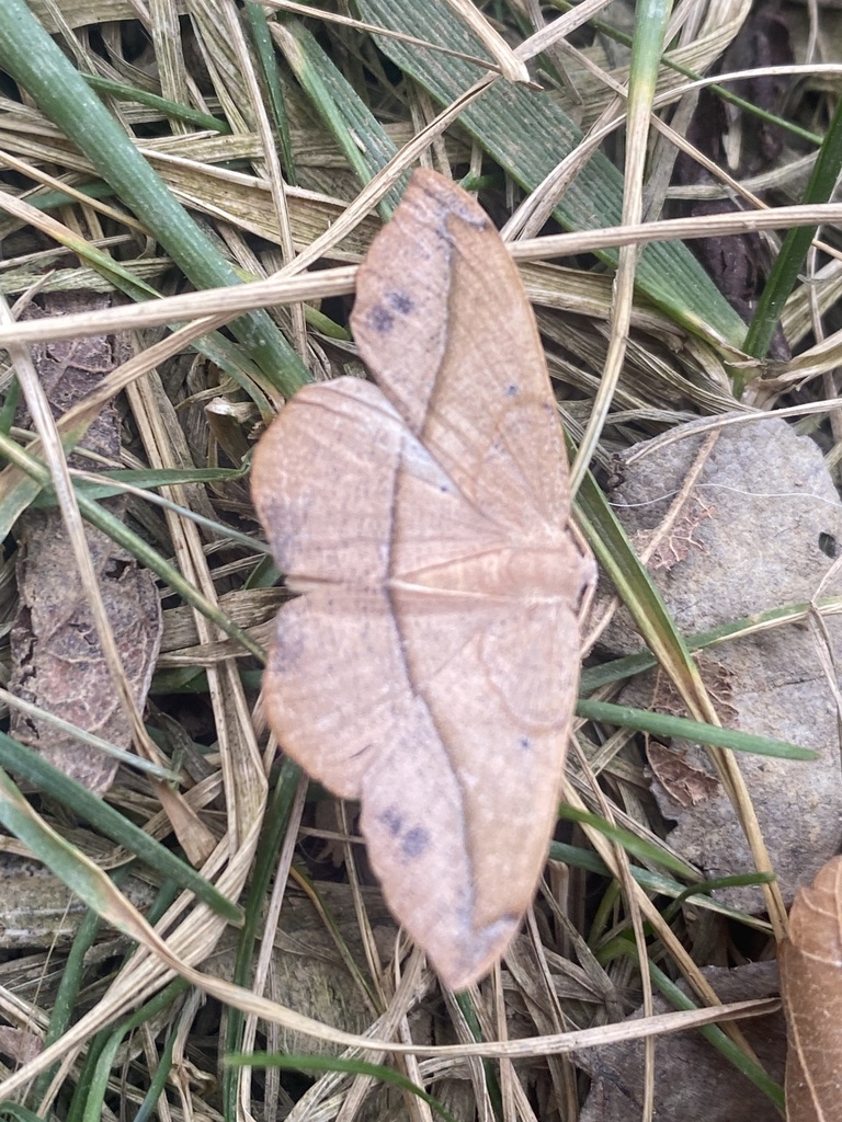 Juniper Geometer Moth from Pleasant Hill Rd, Bulls Gap, TN, US on ...