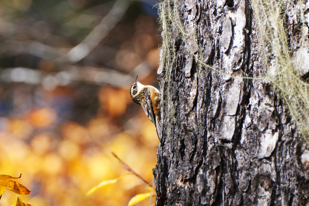 Rusty-flanked Treecreeper from 西藏自治区林芝市墨脱县 on November 5, 2023 at 01:21 ...