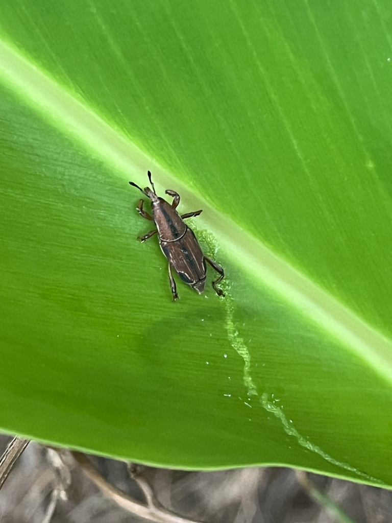 Sphenocorynes ocellatus in November 2023 by Nakatada Wachi · iNaturalist