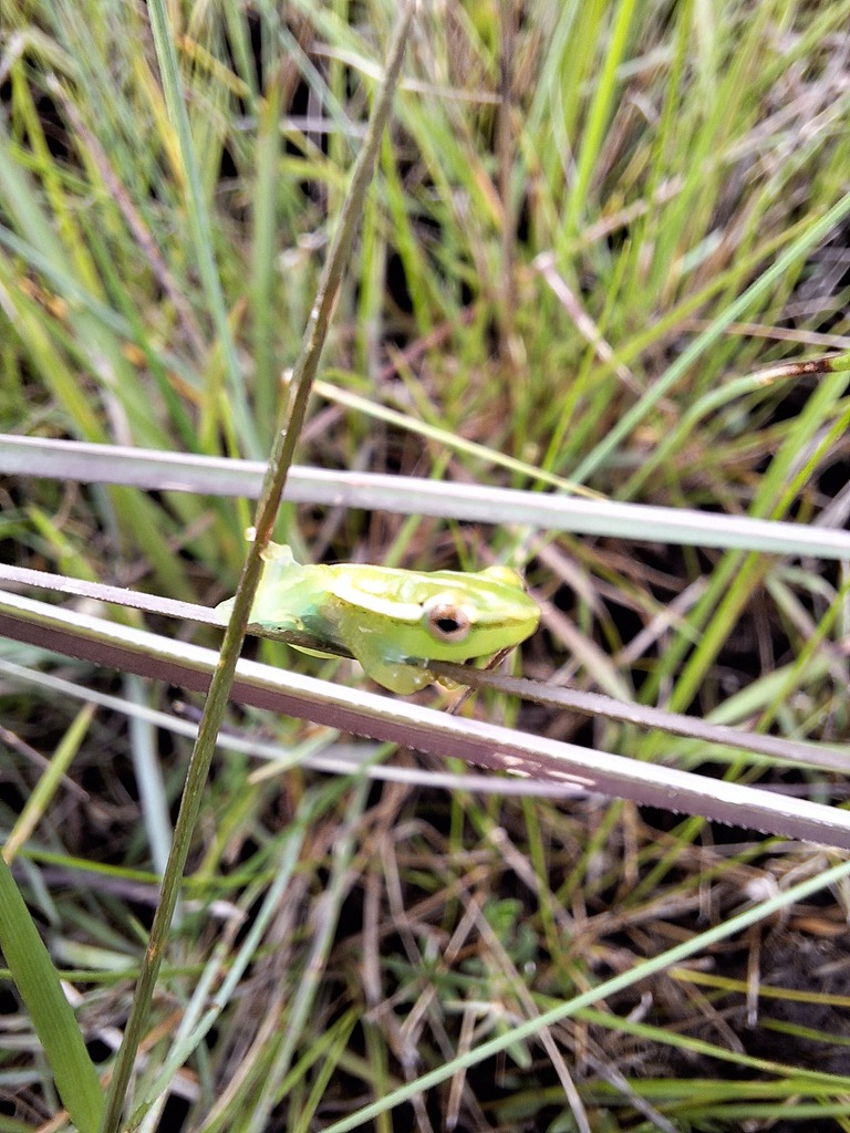 Pointed Long Reed Frog from Mwinilunga, Zambia on November 1, 2023 at ...